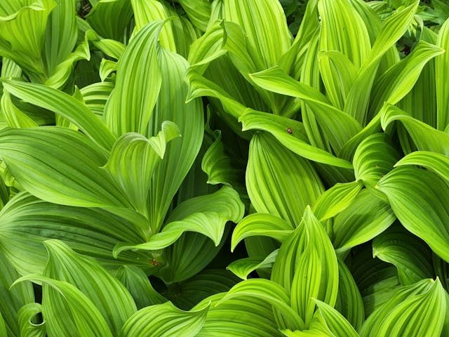 Other Ways to Say...Green - Vocab | Groovelit Resources | Groovelit ...